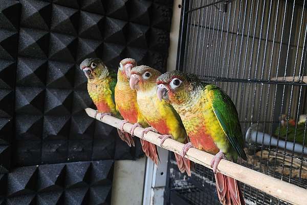 Conure Greencheek
