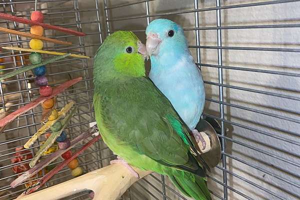 Parrotlets: 1 year old Pair!