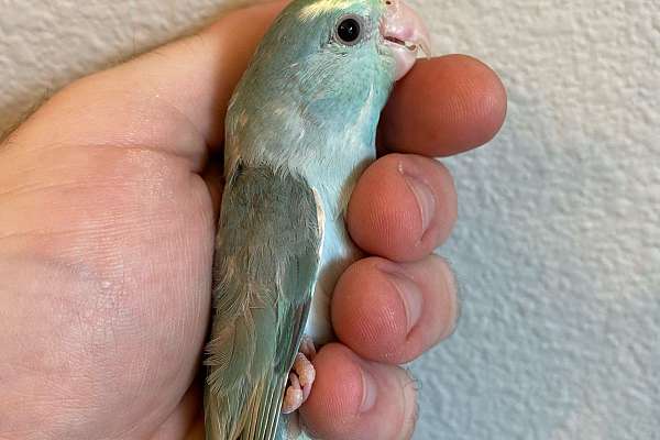 Parrotlet: Turquoise Pied Female