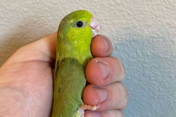 Parrotlet: Green Pied Female