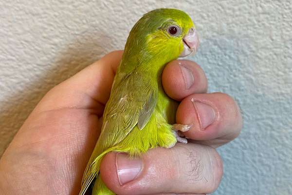 Parrotlet: Green Fallow Pied Female #1