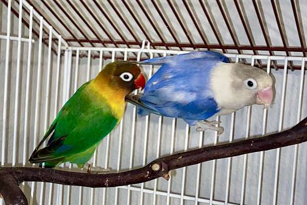 Proven Pair of Fischer Lovebirds with Eggs in Nest