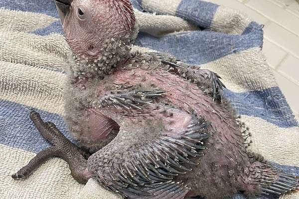 Ruby. Macaw Baby for Sale