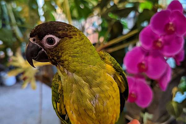 7 Month Old Male Nansun Conure