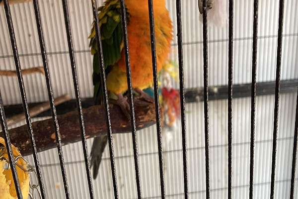 Friendly One Year old Sun Conure for Sale