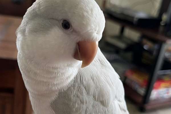 Young Quaker parrot for sale