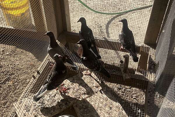 Racing Homing Pigeons