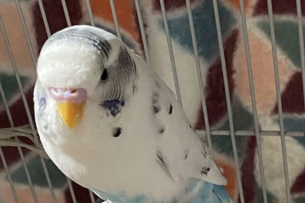 Hybrid Parakeet / English Cross Parakeet