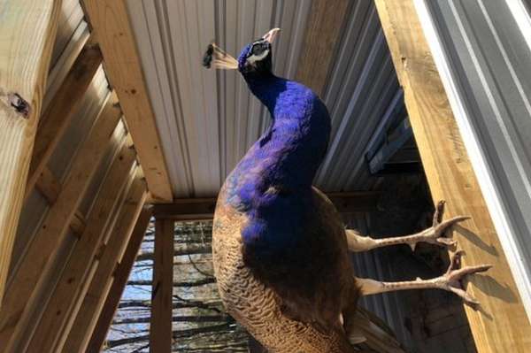 Purple peacocks