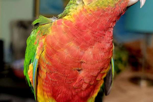 Dominant Red Yellowside Greencheek Conure