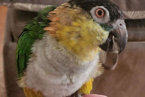 Female Caique