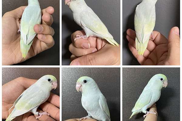 Parrotlet American Turquoise Marbled Split Turquoise (T-46)