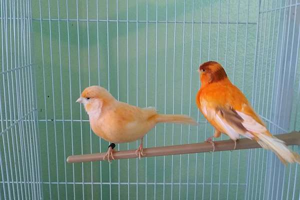 Canary Proven Pair