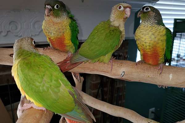 Green cheek Conures