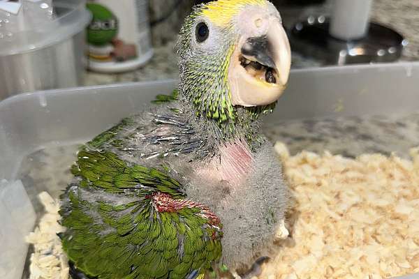 Double Yellow Head Parrot