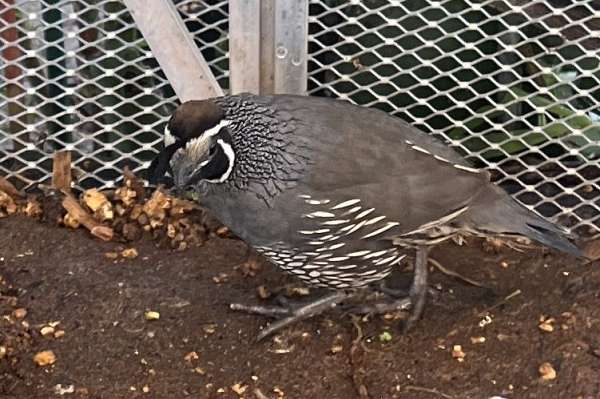 California Valley Quail