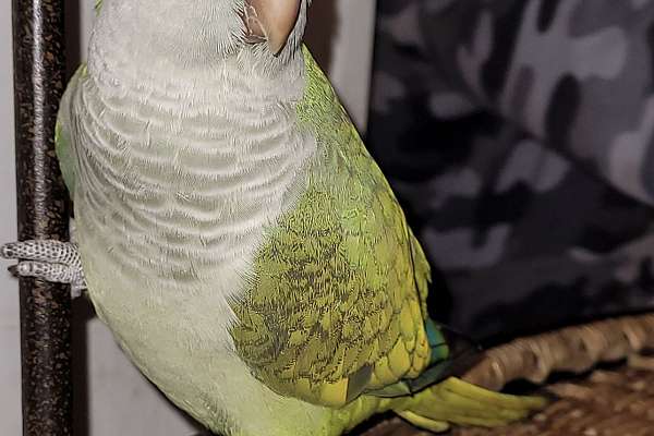 Green Quaker Parrot