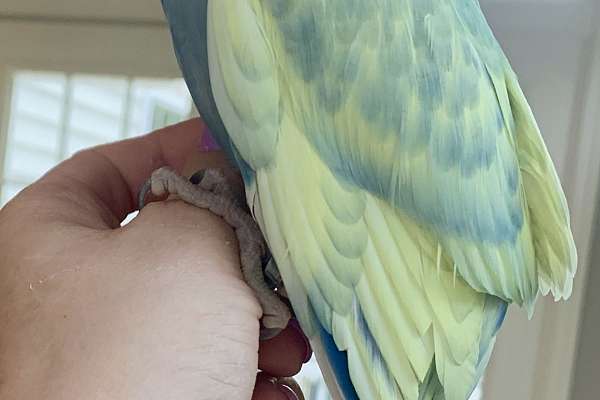 Emerald blue harlequin female Indian ringneck just weaned