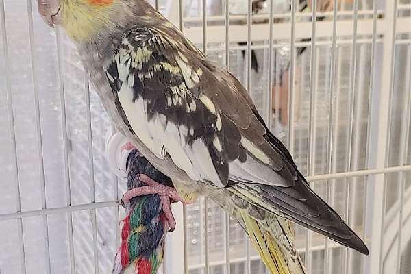 Cockatiel Female - Pearl / Pied