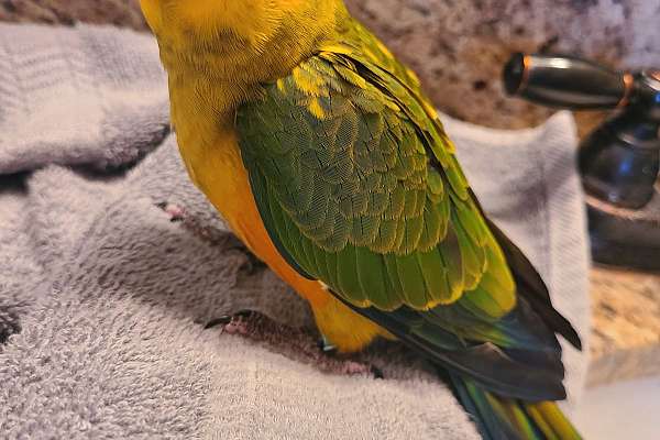 Male sun conure baby
