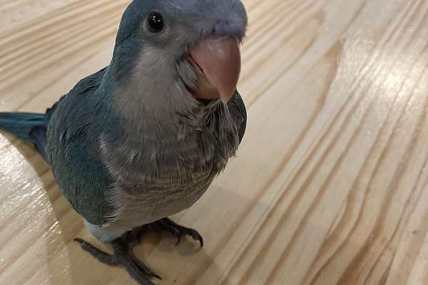 Blue Quaker Baby