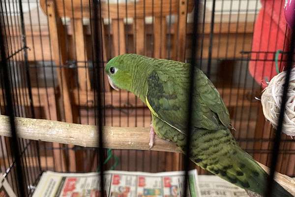 Beautiful Male Linnie Parakeet for sale or trade
