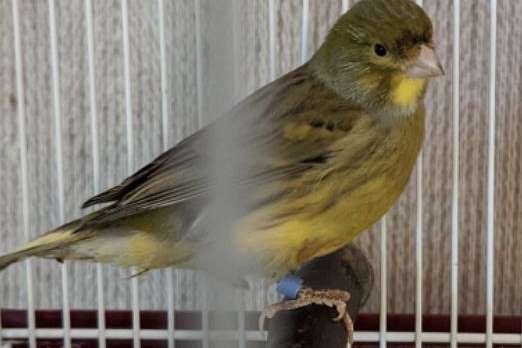 RE-HOME 2021 Male Green Canary (Rescue, No Shipping)
