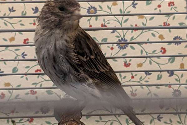 2022 Red-Black/Red-Brown Mosaic Canaries (Young, Uncolored, No Shipping)