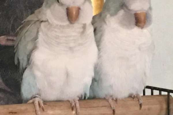 Rehoming - Mating Male & Female Pair Opaline Quaker Parrots