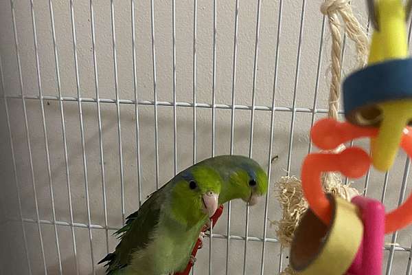 Little Bit Bird Brain