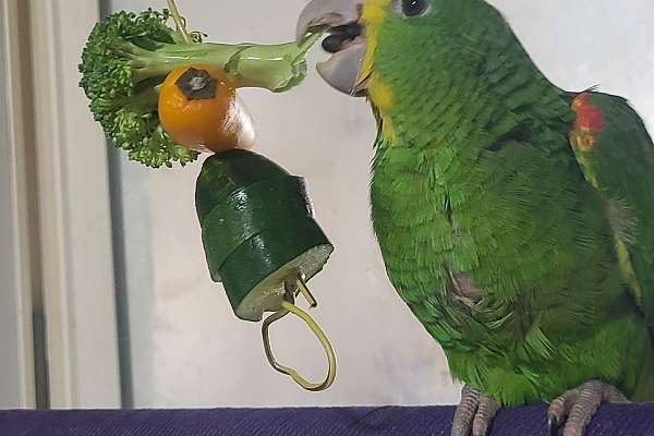 Double Yellow Head Magna