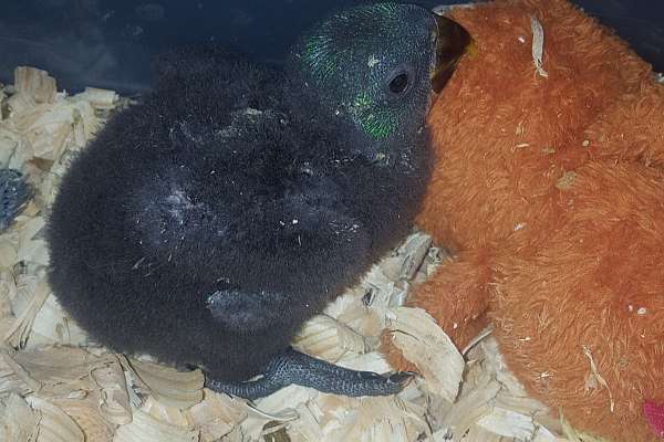 Baby Male Eclectus