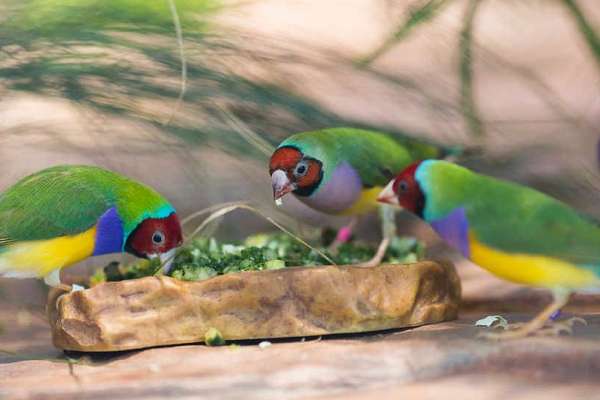 Gouldian Finch