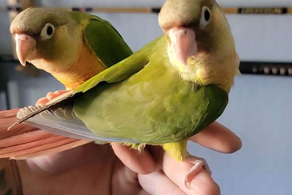 pair of hand fed Pineapple green cheek conures