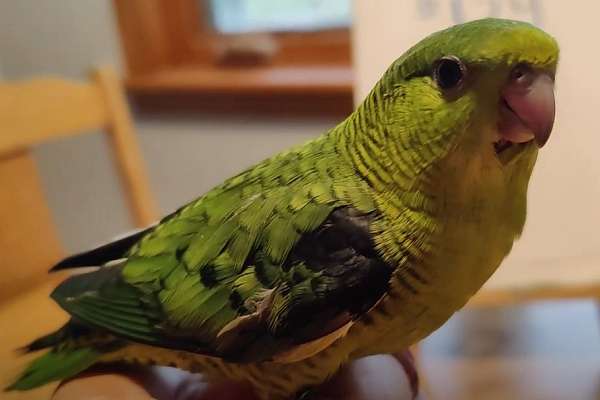 Handfed Lineolated Parakeets