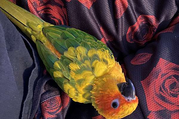 2 year old Sun Conure with cage