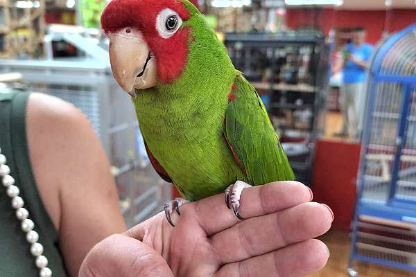Cherry Head Conure