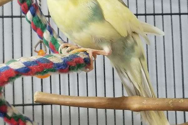 Male Cinnamon Turquoise Pied Kakariki