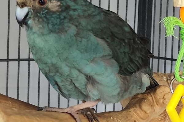 Female Turquoise Kakariki