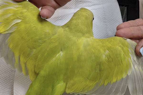 Pallidino quaker male