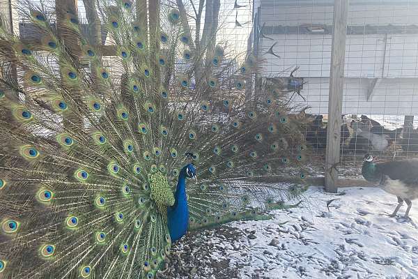 Indigo Peachicks - baby