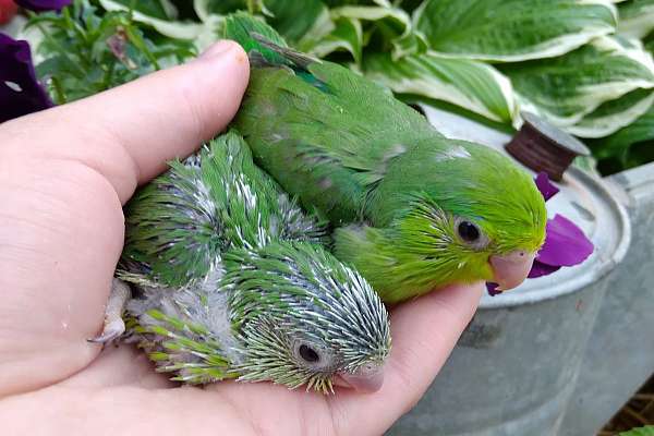 Hand Fed Green Female Parrotlet Looking for New Home!