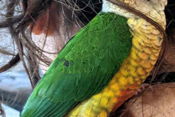 Sweet, tamed, handfed conure