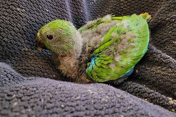 Eclectus Baby Boy for Sale Another on the way
