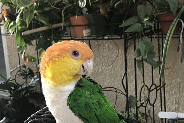 Three Year Old DNA Sexed Female White Belly Caique