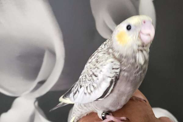 Cockatiel DYC Dominate Yellow Cheek Pearl Split to Pied