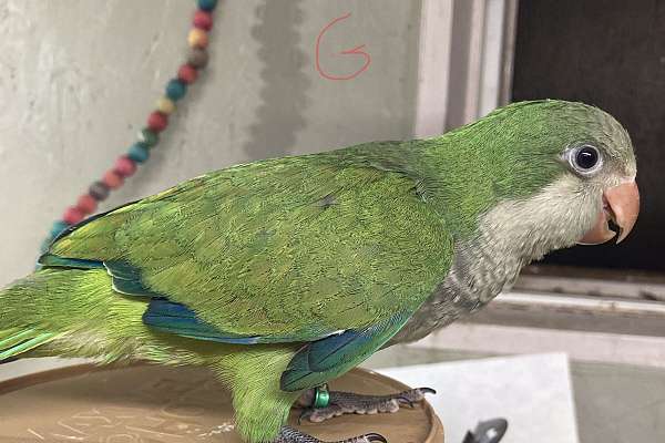 DNA female , baby Quaker