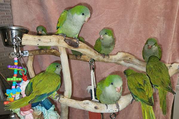 Baby green Quakers
