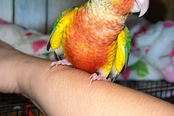 Hi red yellowside Gcc