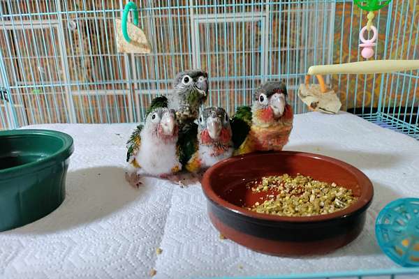 Green Cheek Conures Handfed babies